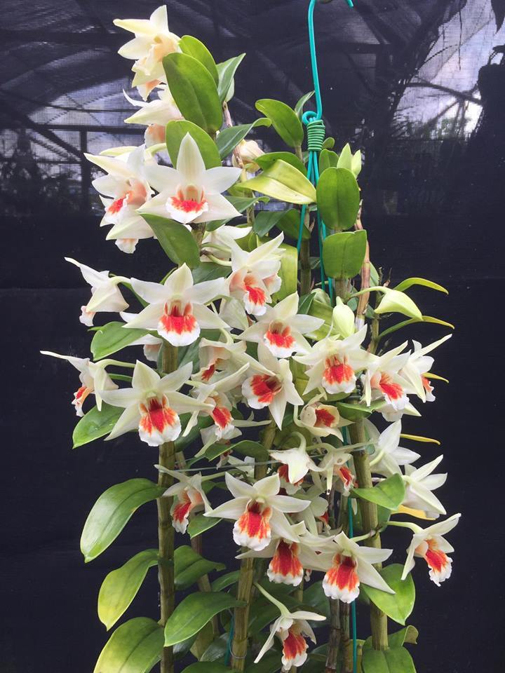 Dendrobium Green Lantern – Natures Orchids
