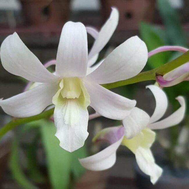 Dendrobium Hawaii Spectacular – For current inventory and expanded ...