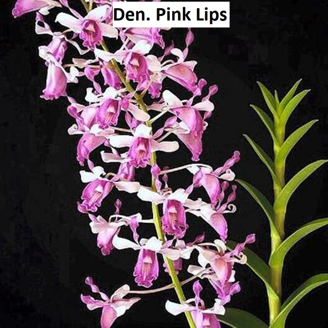 Dendrobium Densiflorum - Natures Orchids