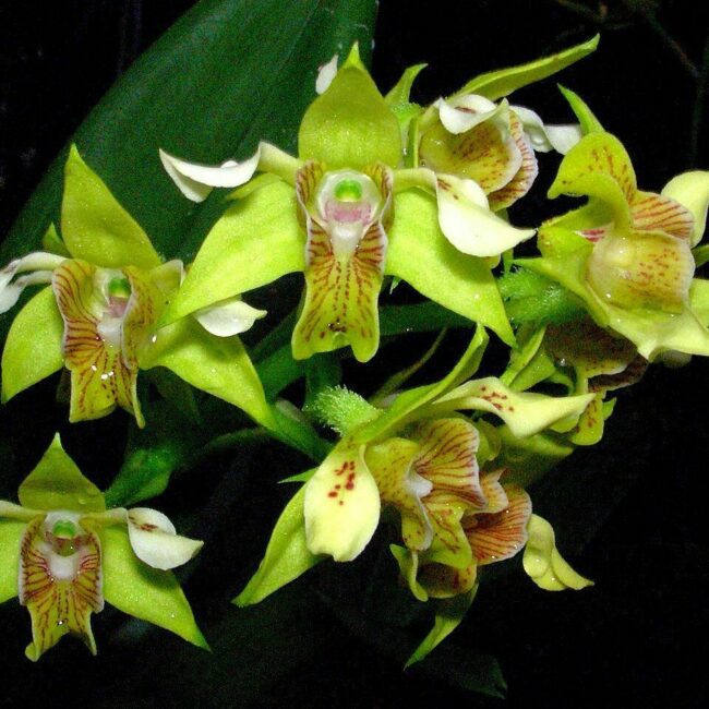 Dendrobium Hawaii Spectacular – For current inventory and expanded ...