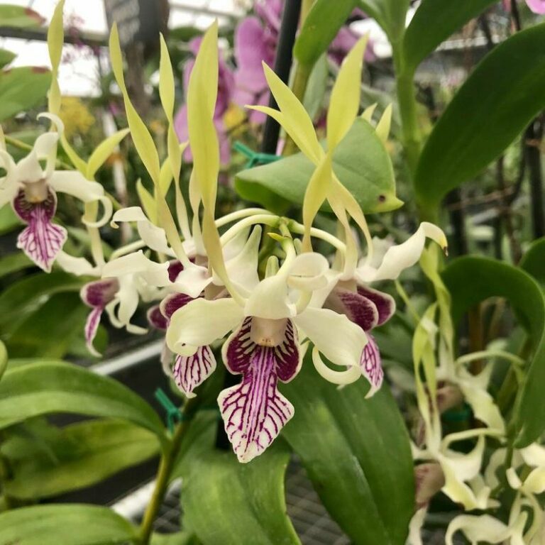 Dendrobium Hawaii Spectacular – For current inventory and expanded ...