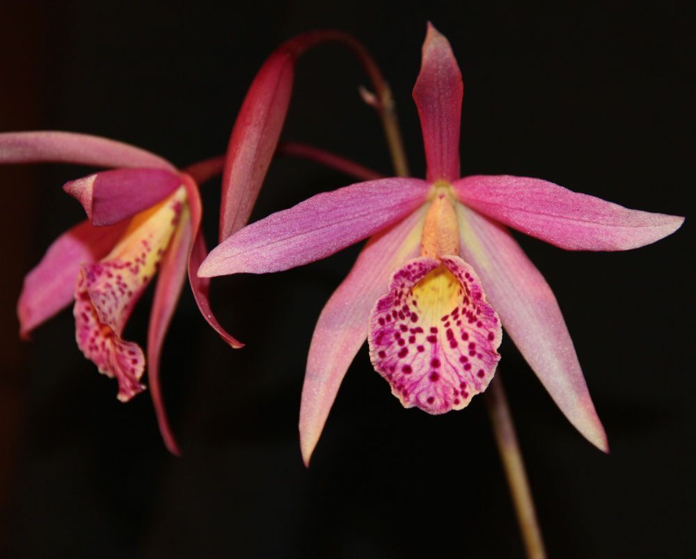 LC Sunset Glory – Natures Orchids