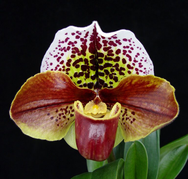 Paph Complex – Natures Orchids