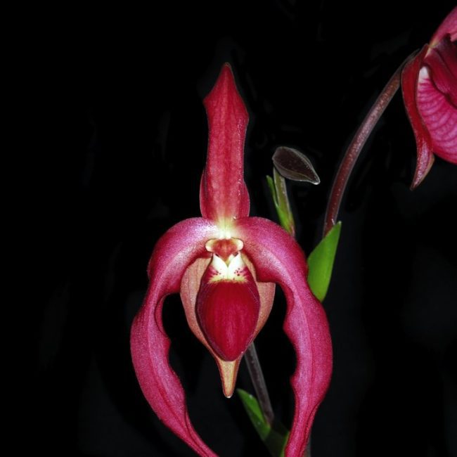 Phragmipedium Rosy Charm – Natures Orchids