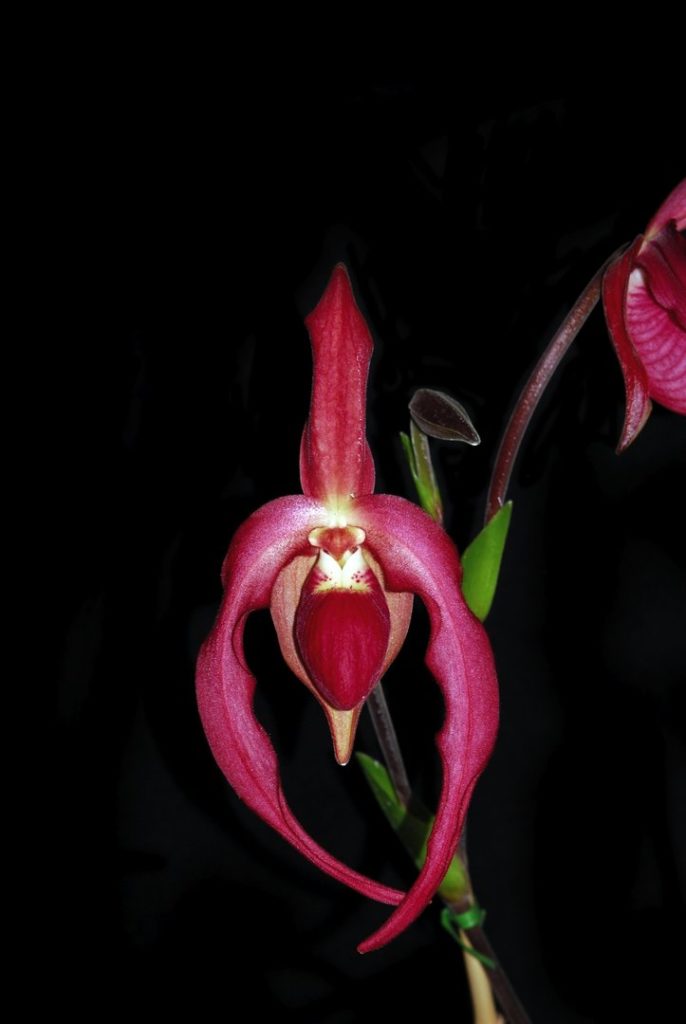 Phragmipedium Ruby Slippers (Small) – Natures Orchids