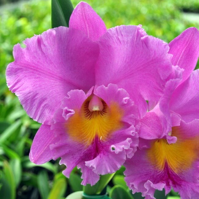 Rlc. Amazing Thailand x Rlc. Golden Diamond Seedling – For current ...