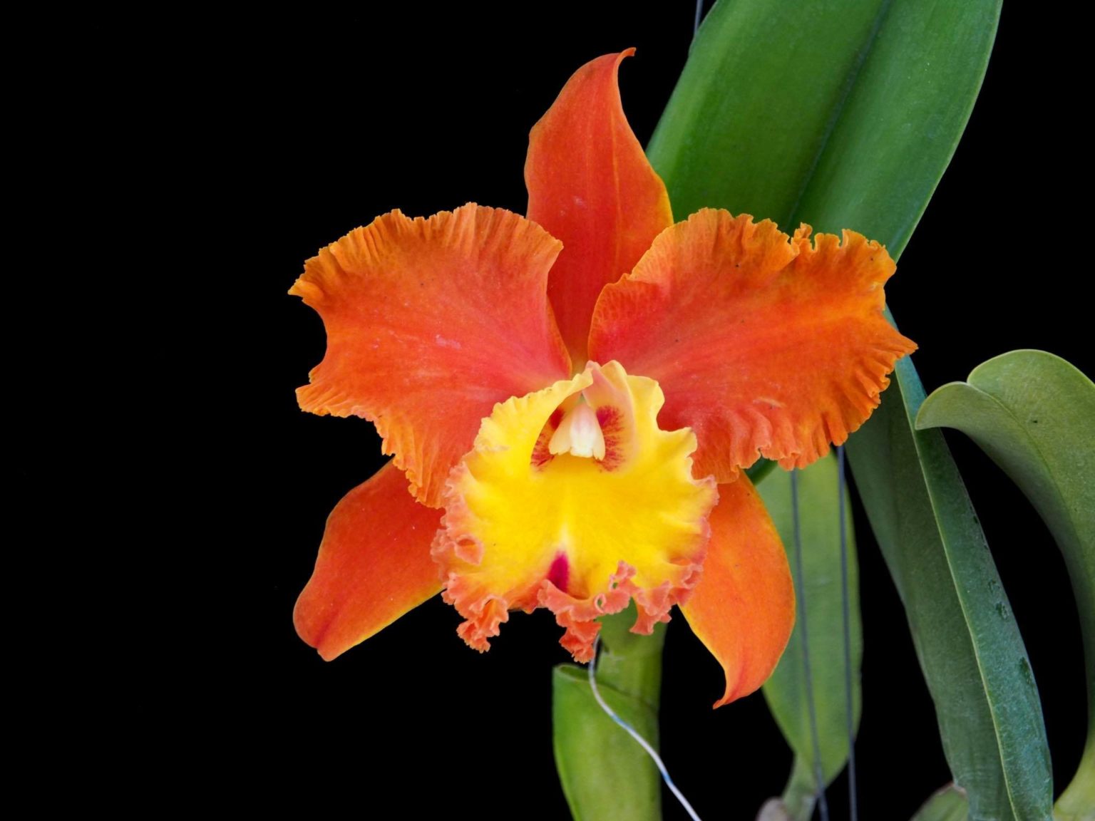 Rlc. Orange Diamond Seedling – For current inventory and expanded ...