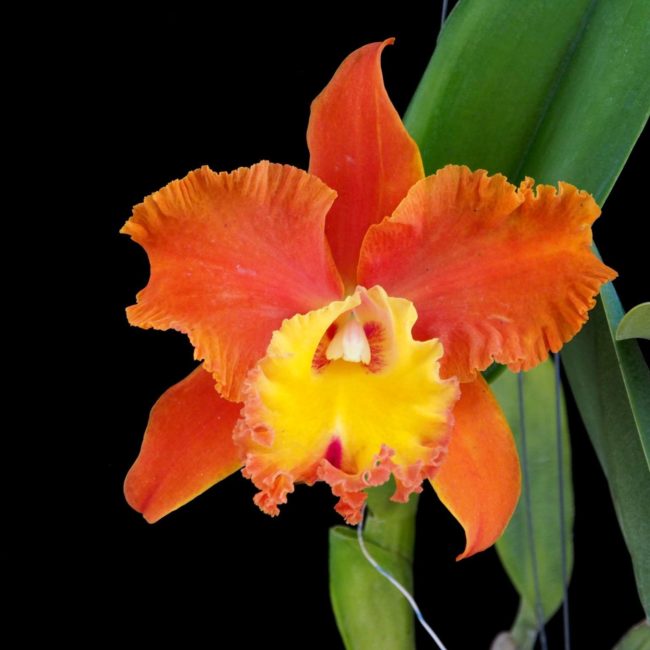 Rlc. Amazing Thailand x Rlc. Golden Diamond Seedling – For current ...