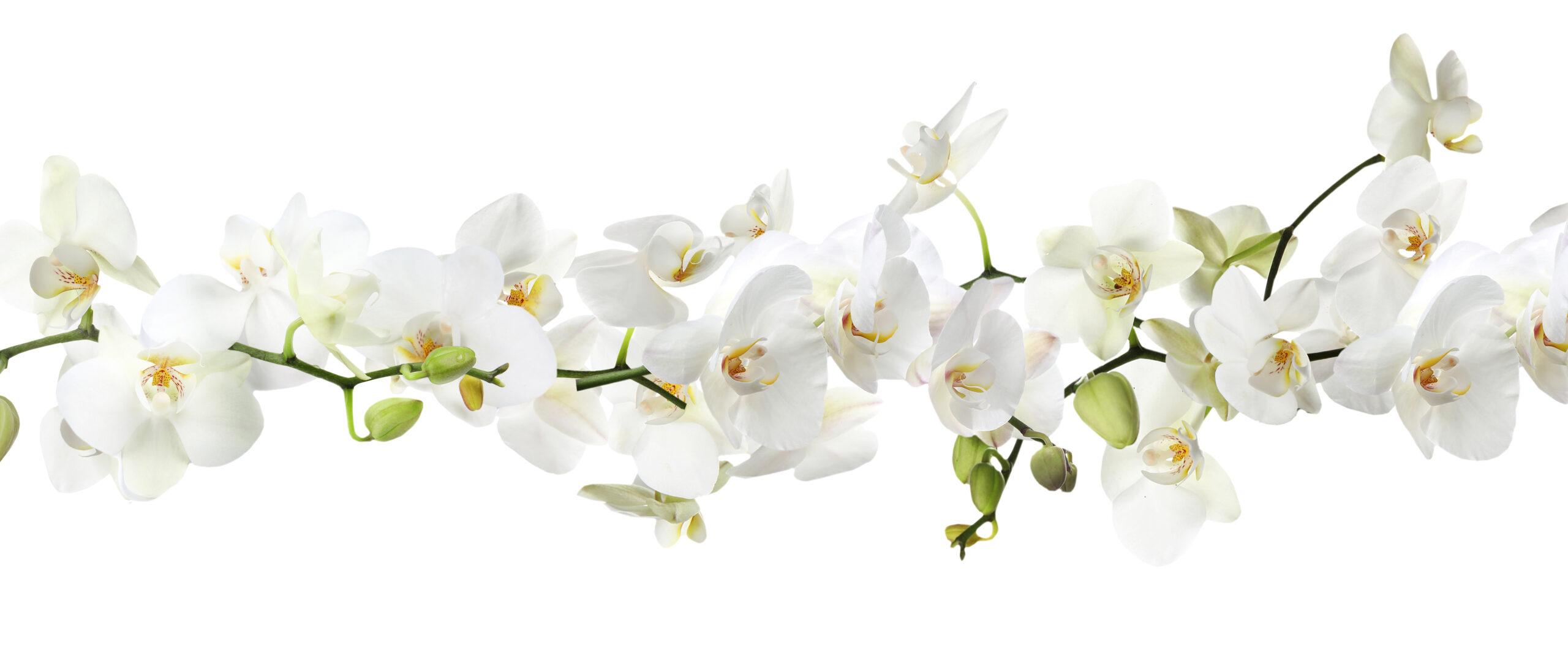 Branch,Of,Beautiful,Orchid,On,White,Background.,Banner,Design – Natures ...