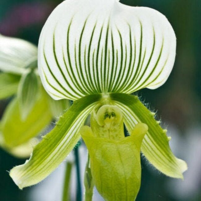 Paph Fairreanum Album – Natures Orchids