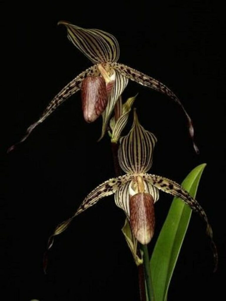 Paphiopedilum Philippinense x rothschildianum Jungle Section x atlantis – Expanded selection on ...