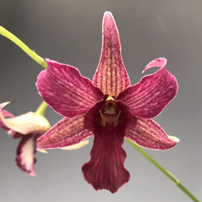 Dendrobium Yellow With Reddish Lip - Natures Orchids