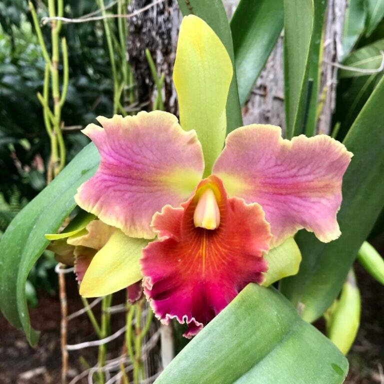 Rlc. Amazing Thailand x Rlc. Golden Diamond Seedling – For current ...