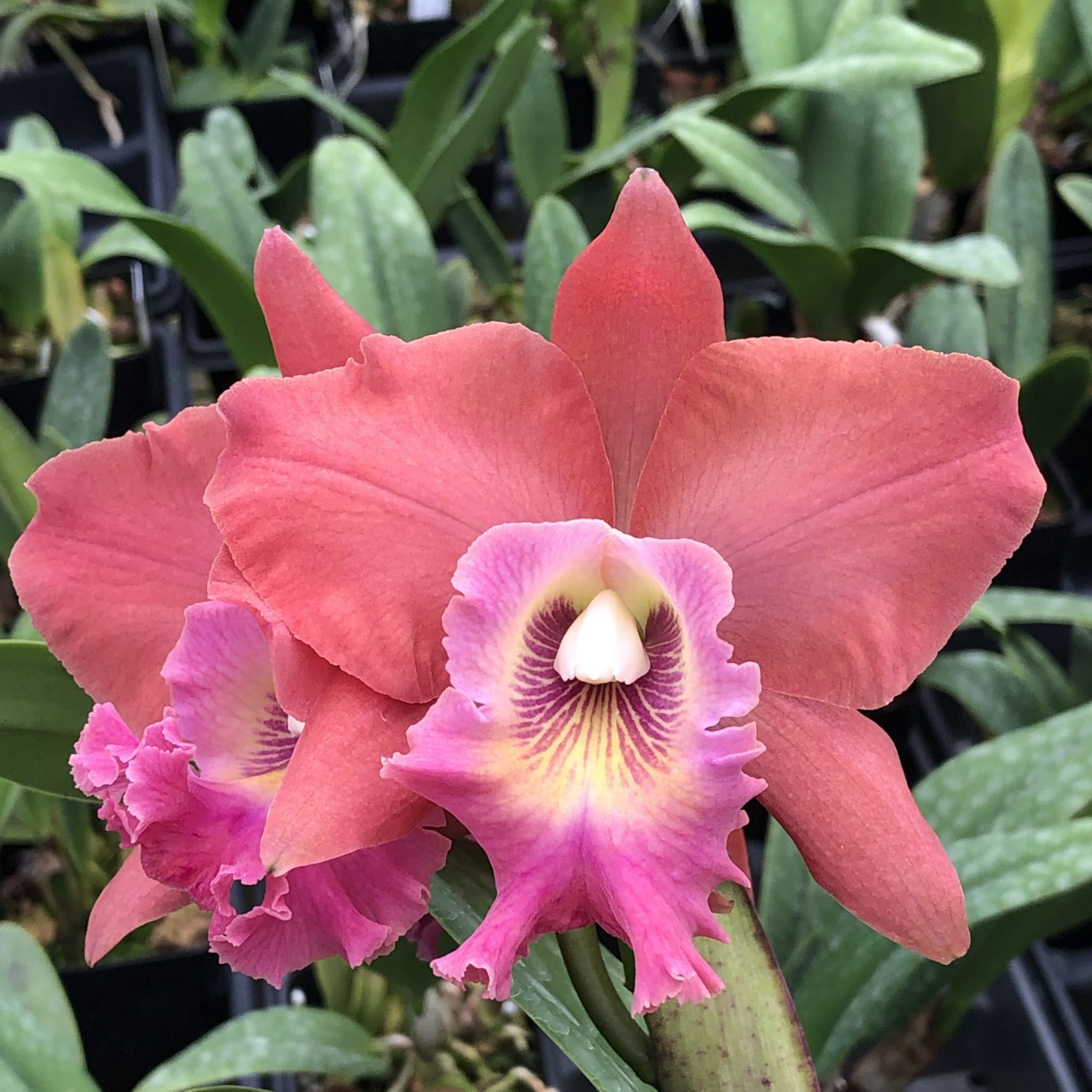 Rlc. Amazing Thailand ‘Rainbow’ x Rlc. NP Gold Seedling – For current ...